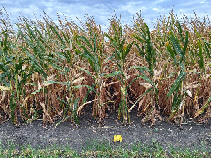 T6485 PC | Thunder Seed