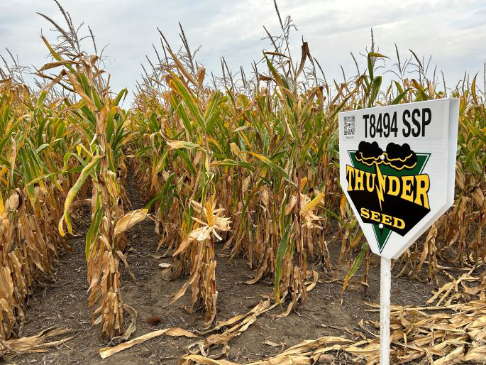 T8494 SSP | Thunder Seed