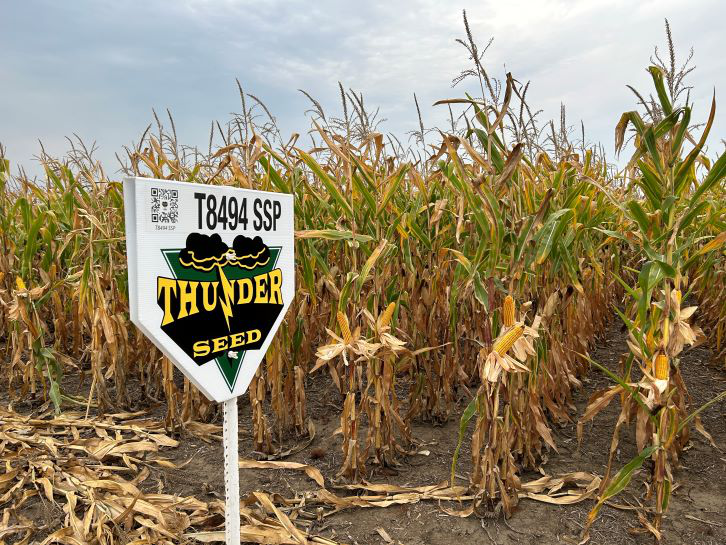 T8494 SSP | Thunder Seed