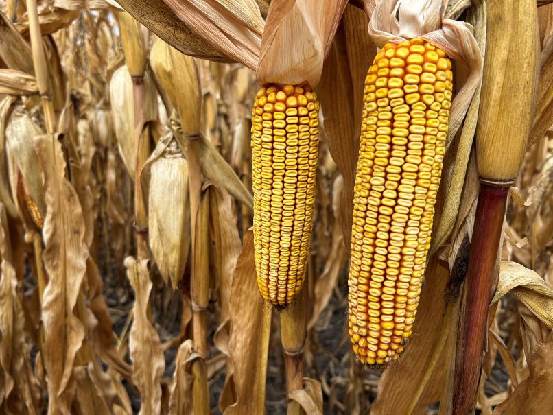 TH6583 VT2P | Thunder Seed