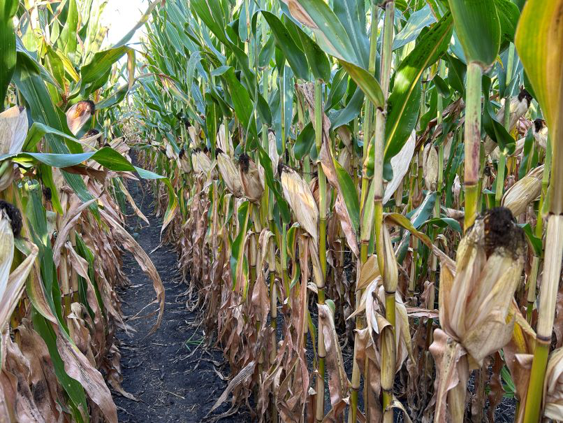 TH6583 VT2P | Thunder Seed