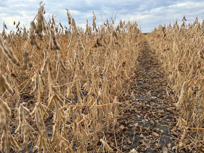 TX8304N | Thunder Seed