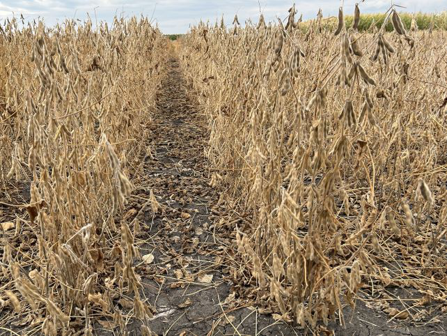 TX8304N | Thunder Seed