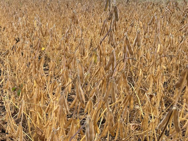 TX8307N | Thunder Seed