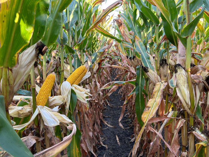 T8483 DV | Thunder Seed