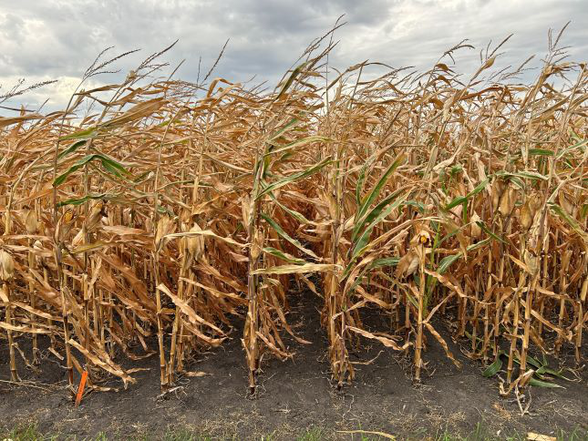 T6477 PC | Thunder Seed