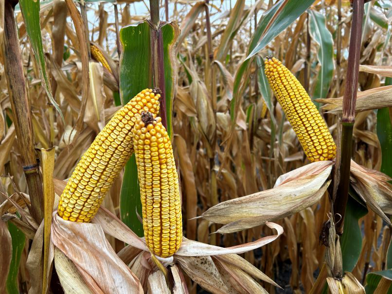 T6477 PC | Thunder Seed