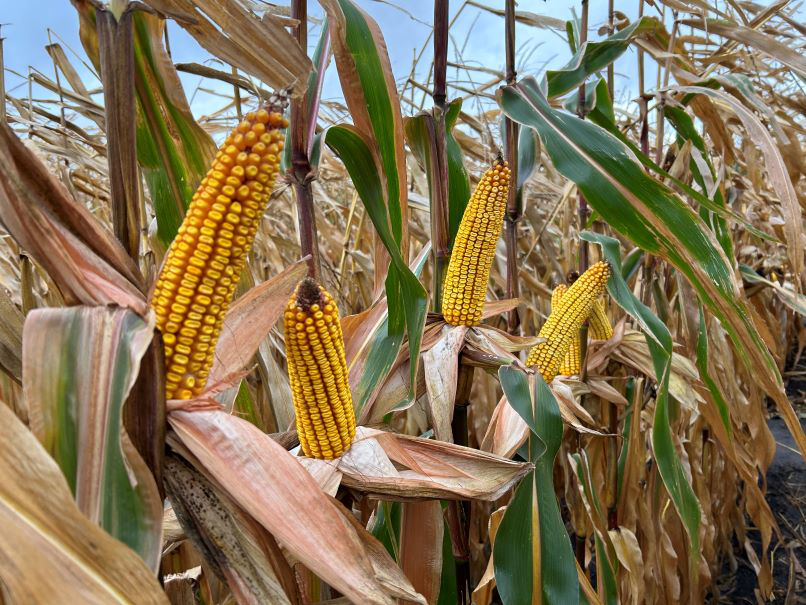 T6477 PC | Thunder Seed