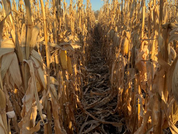 T2983 CONV | Thunder Seed