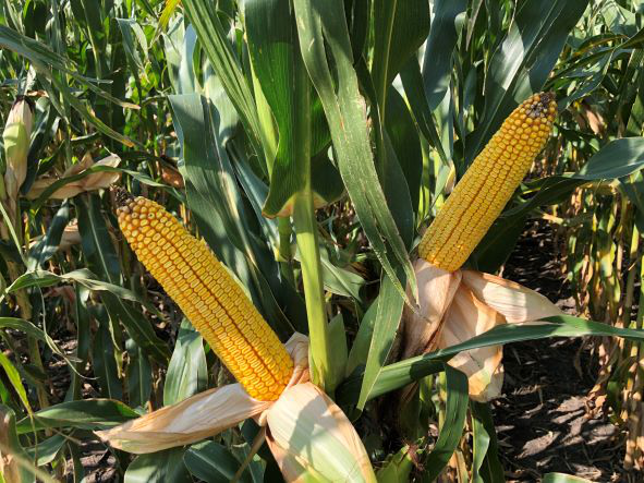 T2983 CONV | Thunder Seed