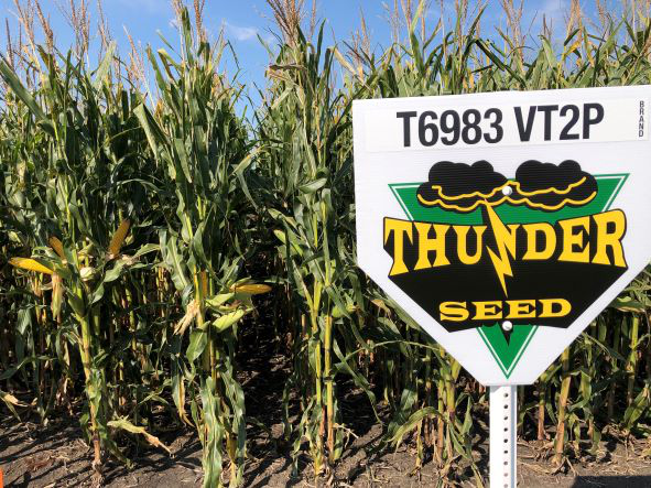 T2983 CONV | Thunder Seed